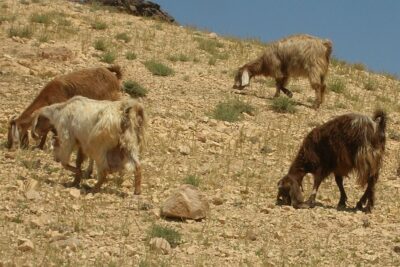 Syrian Goat - Breed Profile - Goat Journal
